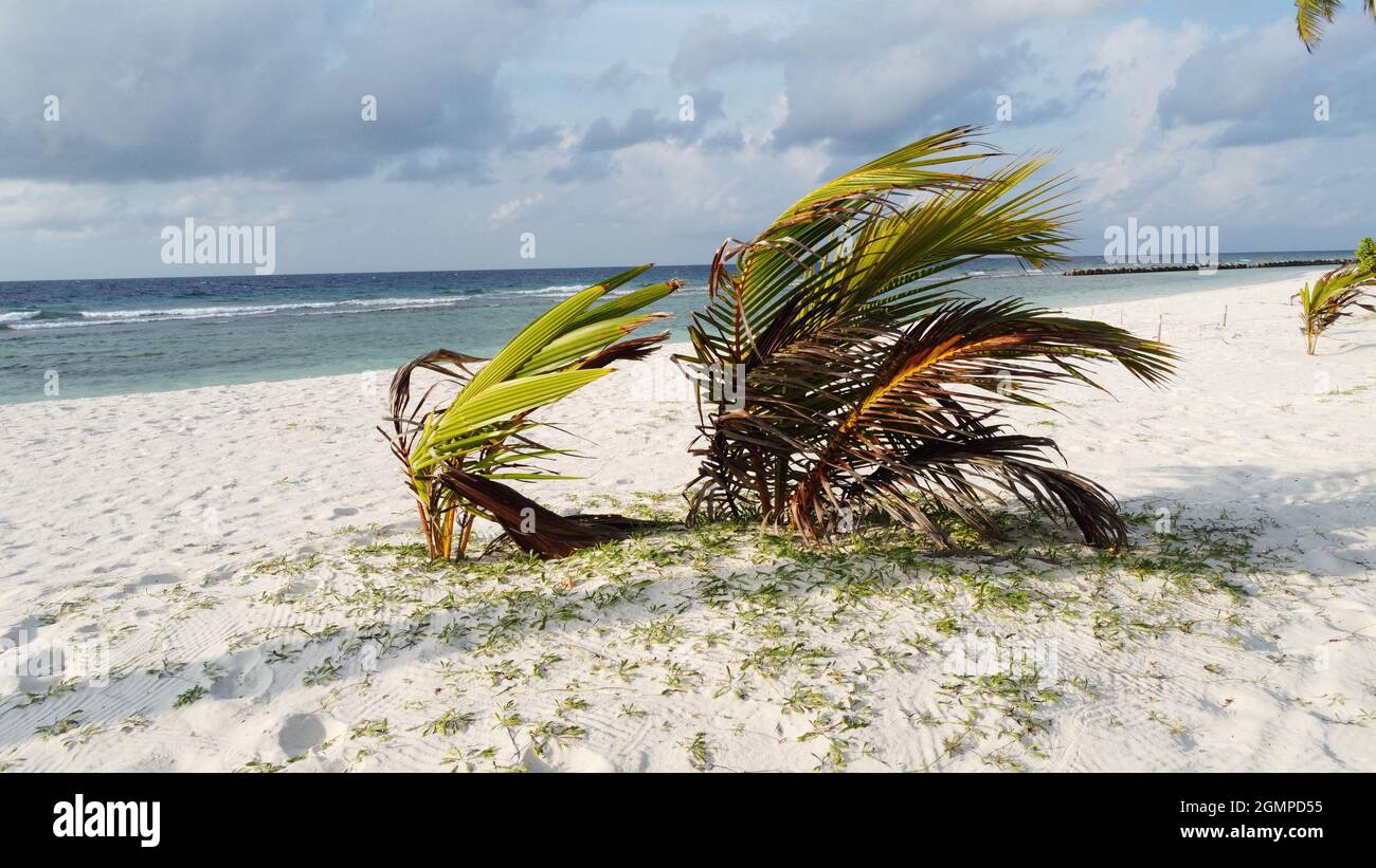 Tropical beach in a windy weather Stock Photo - Alamy