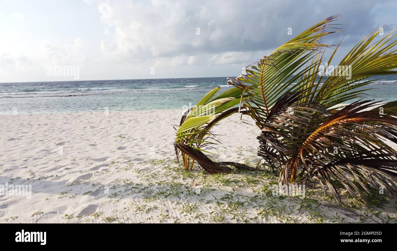 Tropical beach in a windy weather Stock Photo - Alamy