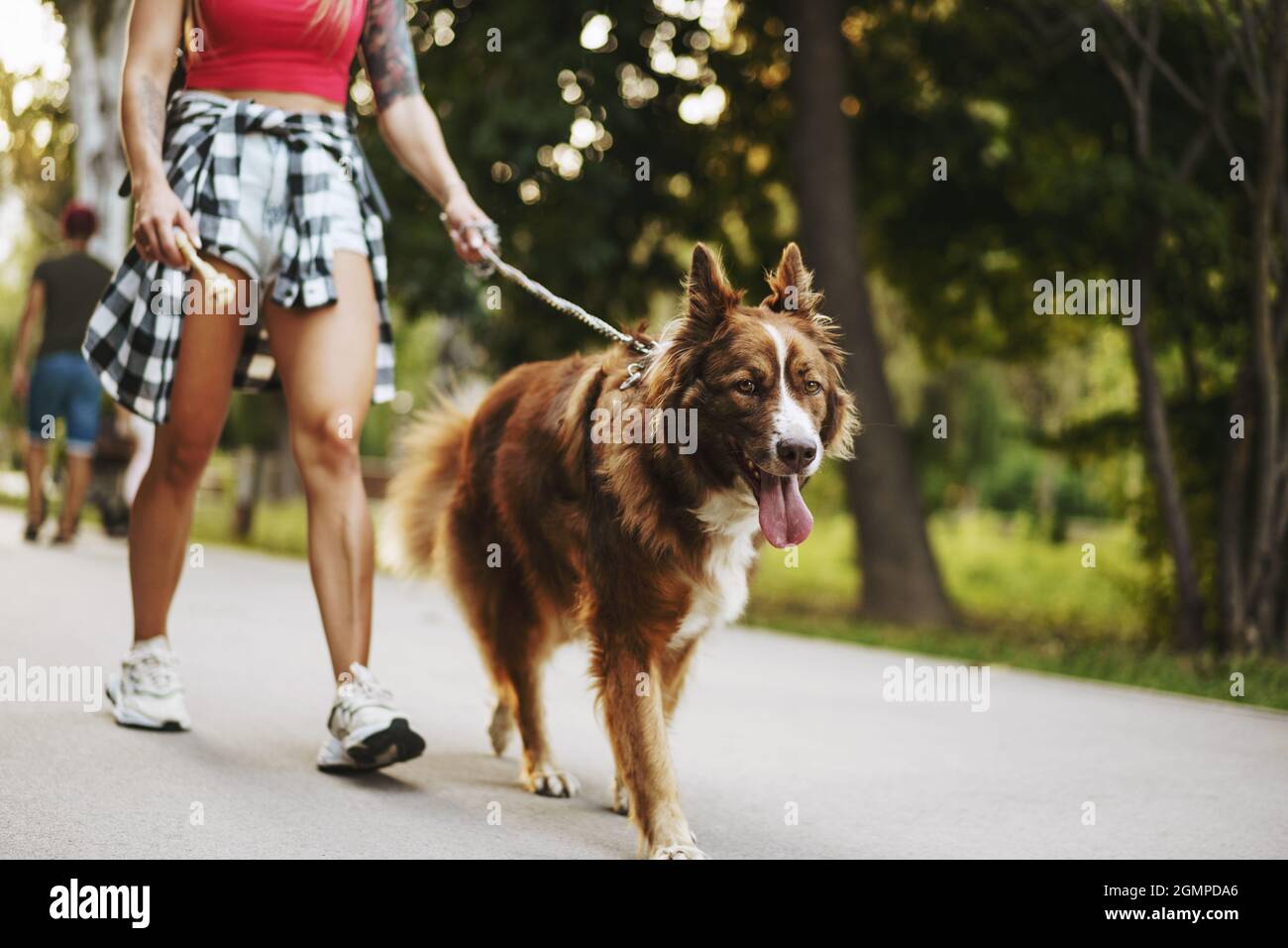 Border Collie dog on a walk in park with it's female owner Stock Photo ...