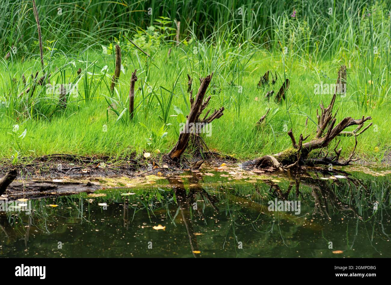 Freshwater bog ecosystem hi-res stock photography and images - Alamy