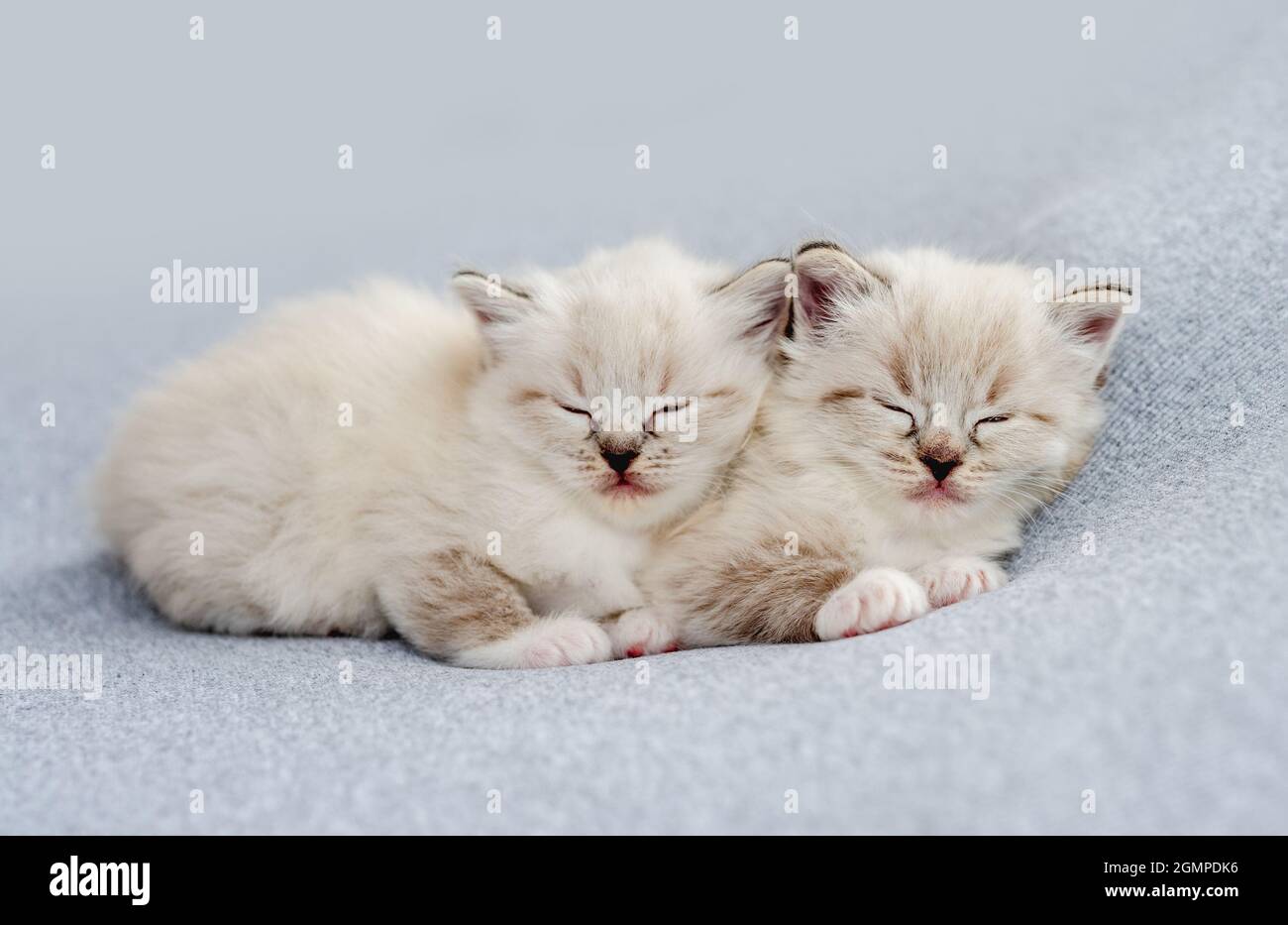 Ragdoll kitten photos newborn style Stock Photo - Alamy