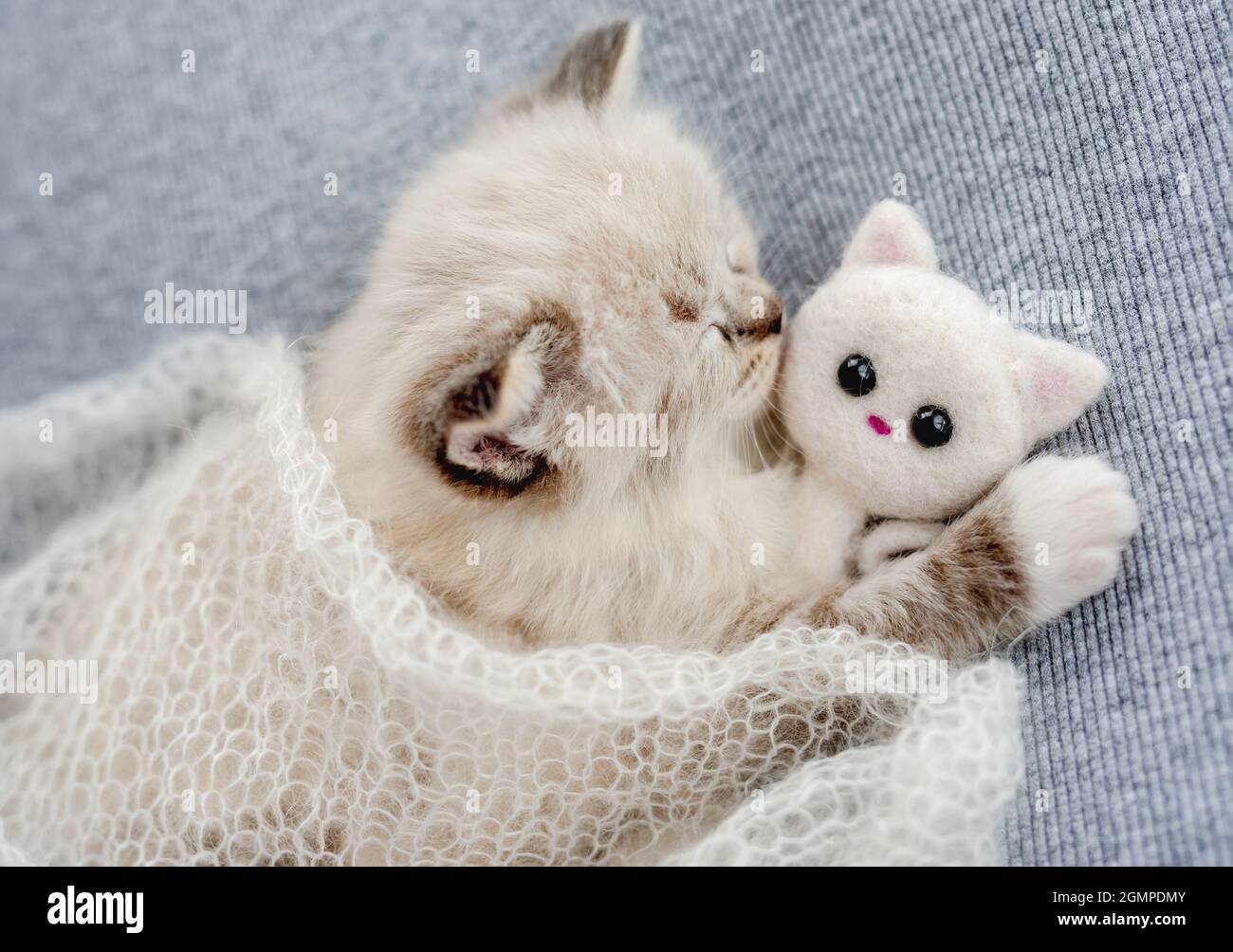 Ragdoll kitten photos newborn style Stock Photo - Alamy