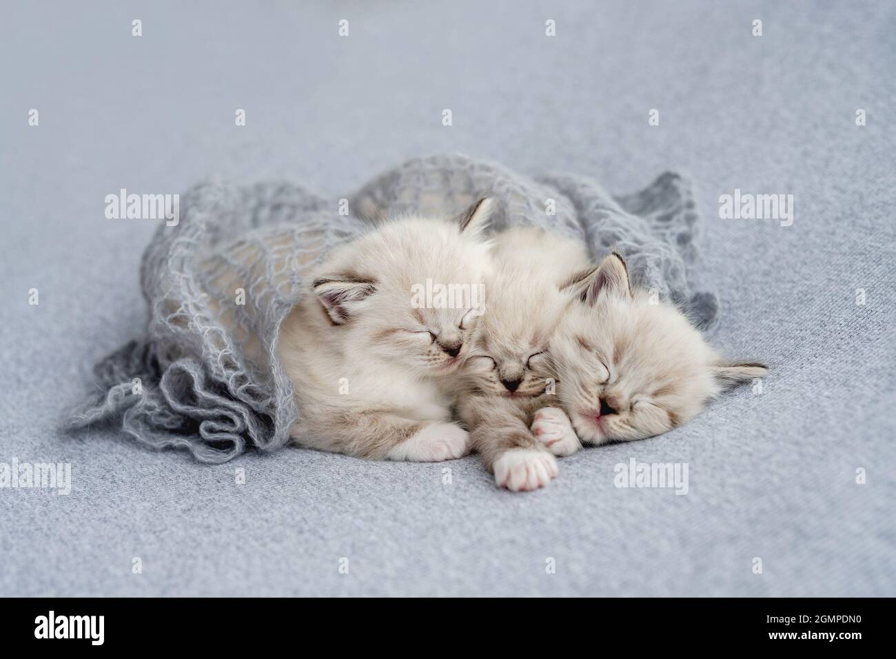 Ragdoll kitten photos newborn style Stock Photo - Alamy