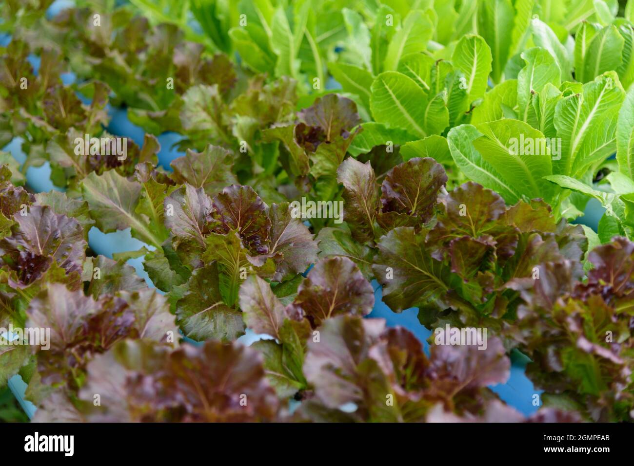 Red Batavia Lettuce in the hydroponics system Stock Photo - Alamy