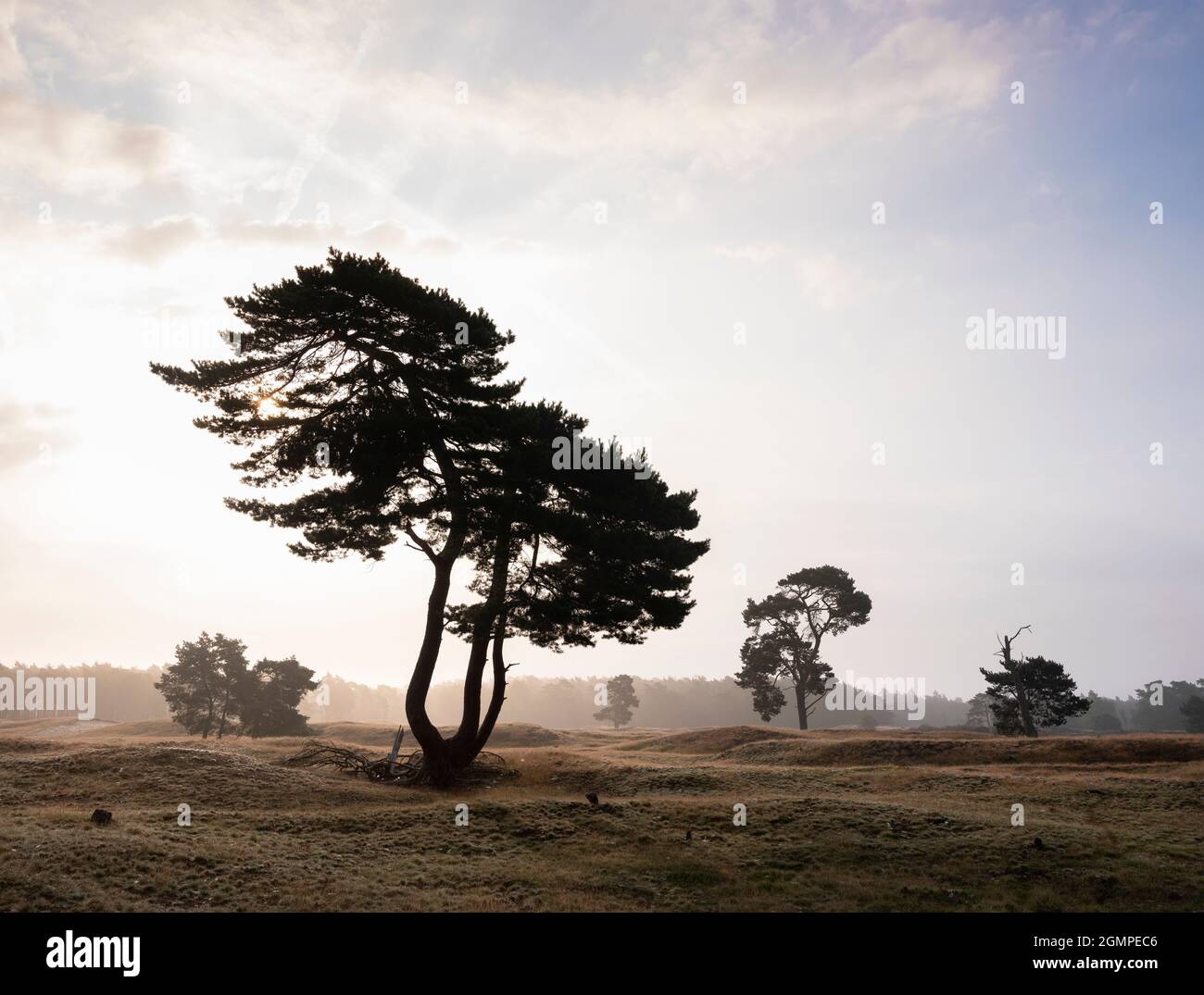 silhouettes of pine trees on the moor between zeist and driebergen in ...