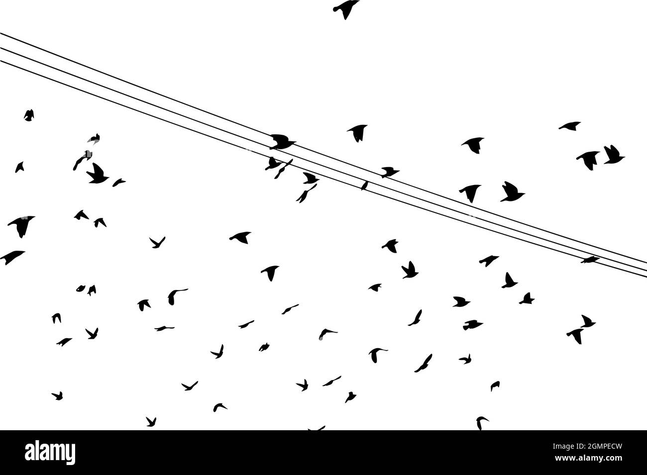 Birds on wires. Vector illustration Stock Vector Image & Art - Alamy