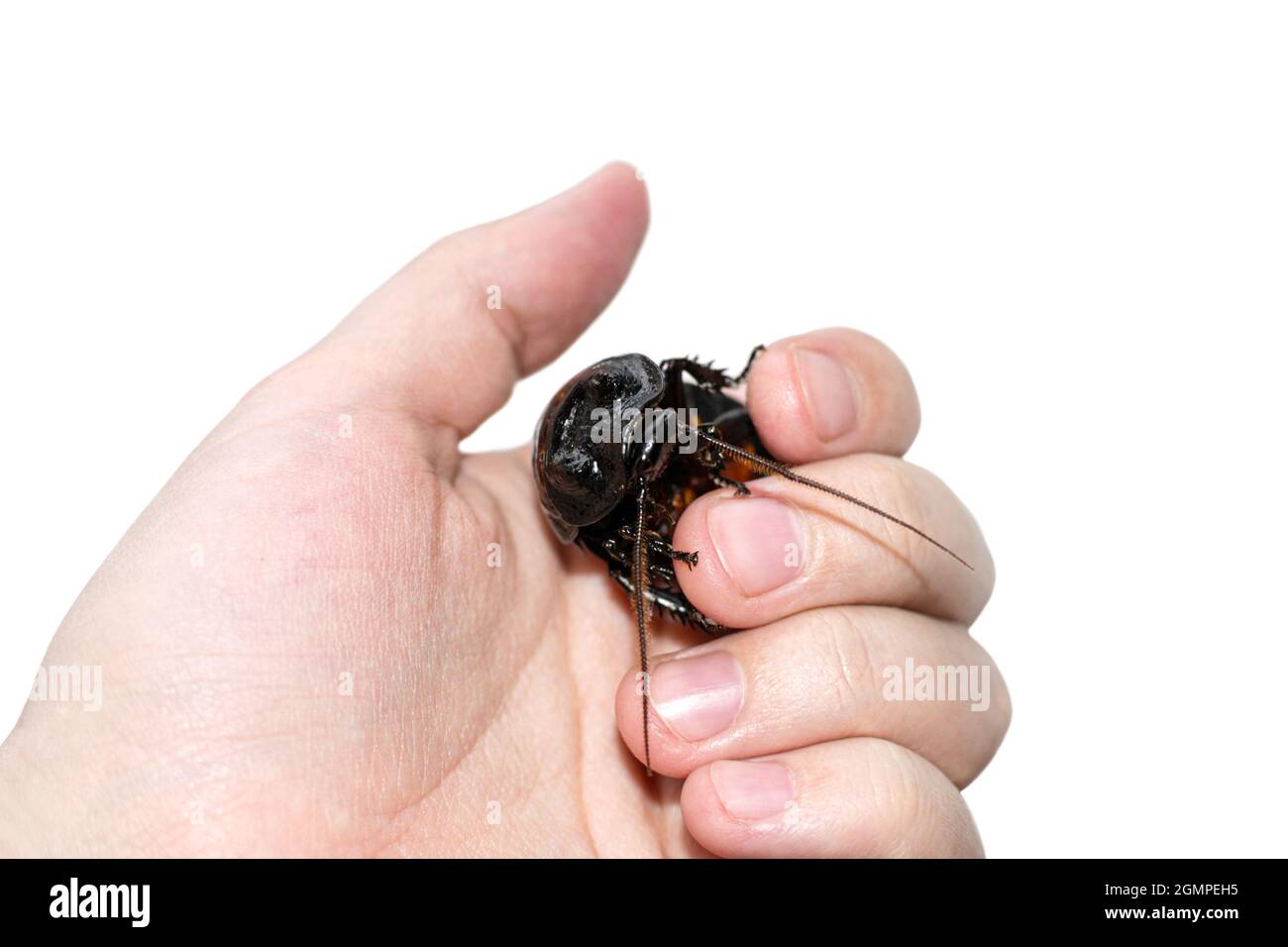 Madagascar hissing cockroach crawls on human hand Stock Photo - Alamy