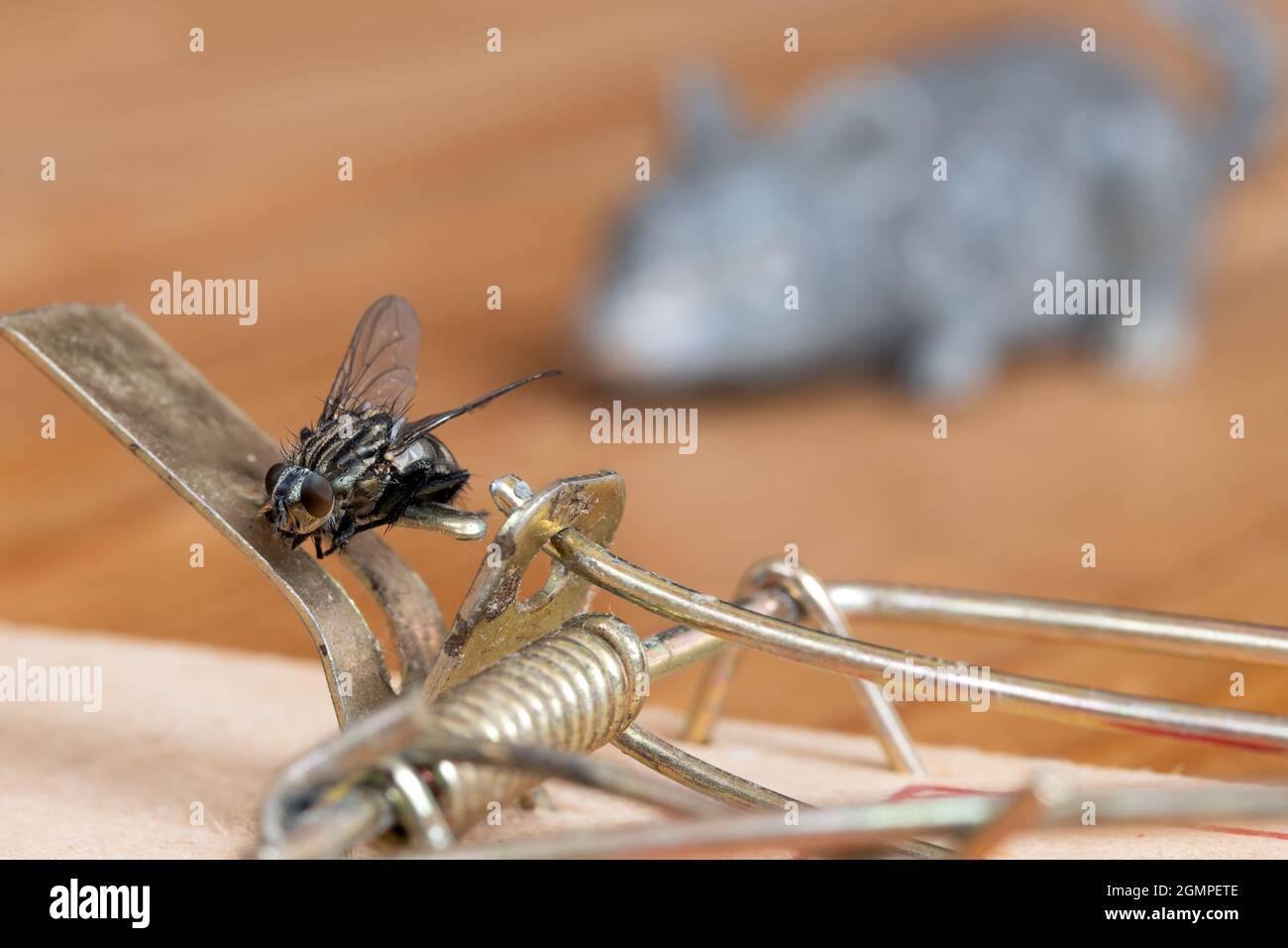 Funny mouse trap hi-res stock photography and images - Alamy