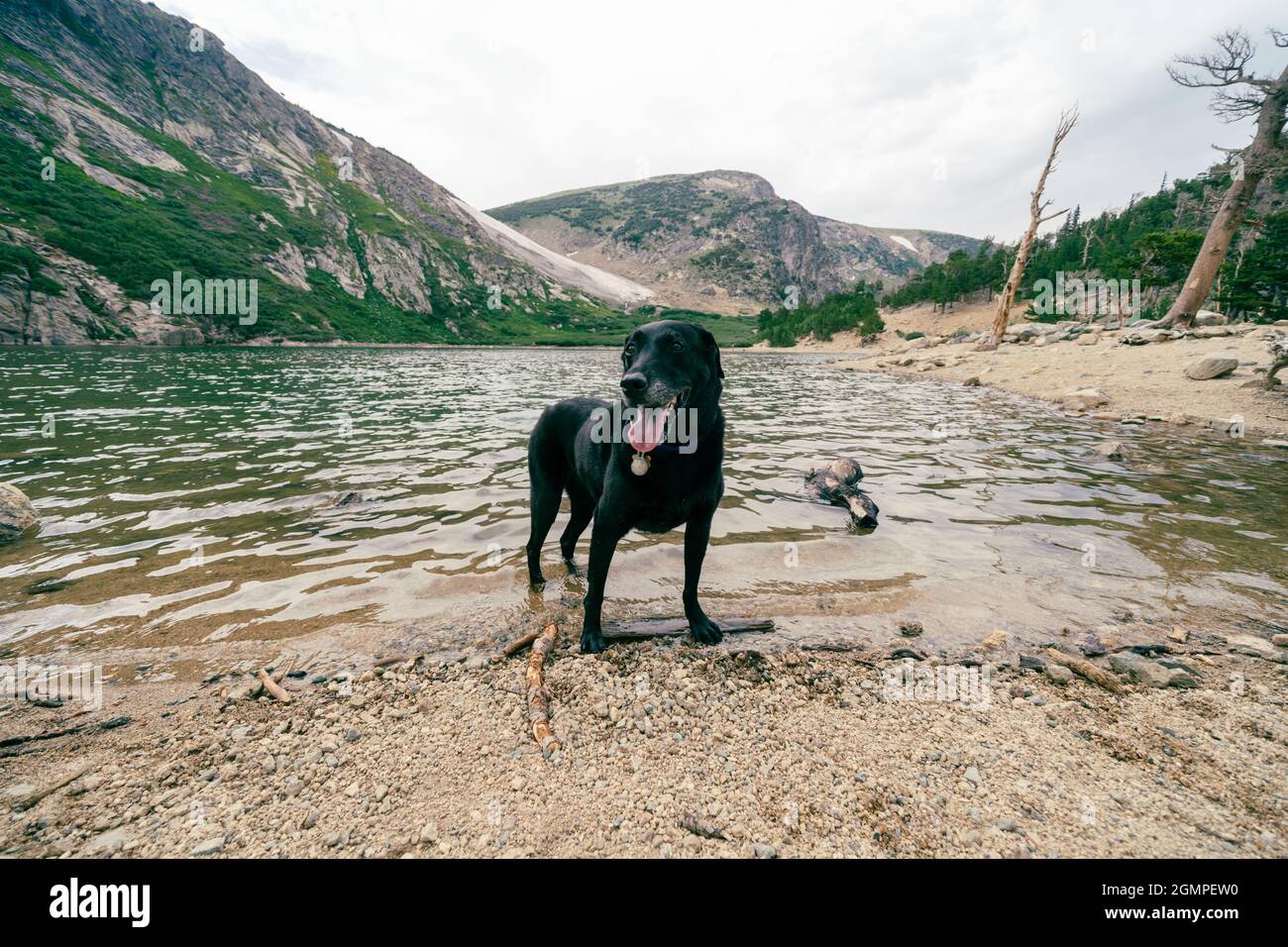 Black labrador retriever dog in the lake at St Marys Glacier Colorado ...