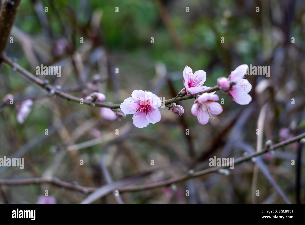 Closeup of cherry blossoms on a tree branch Stock Photo - Alamy