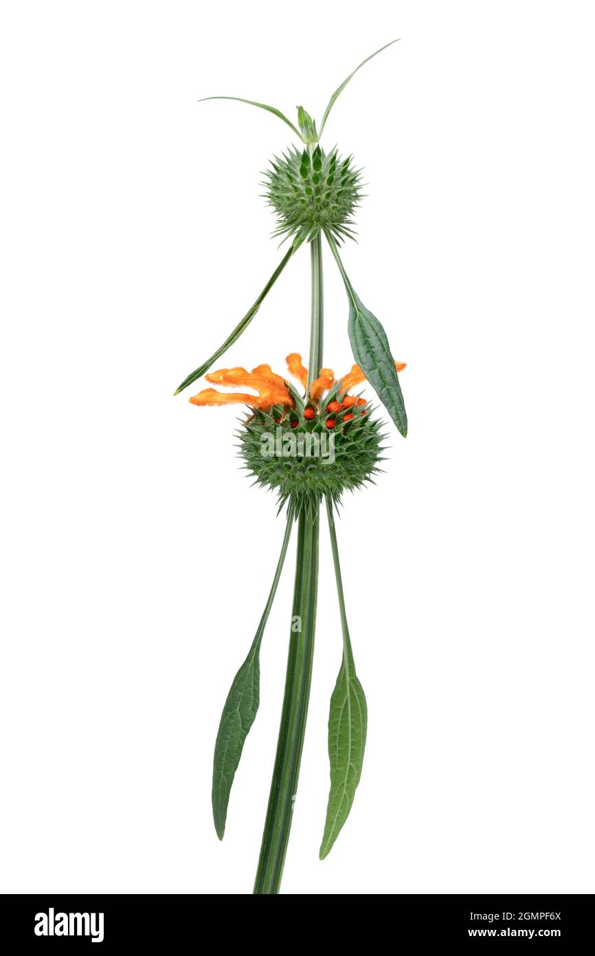 Single fresh orange Leonotis Leonurus flower on white background Stock ...