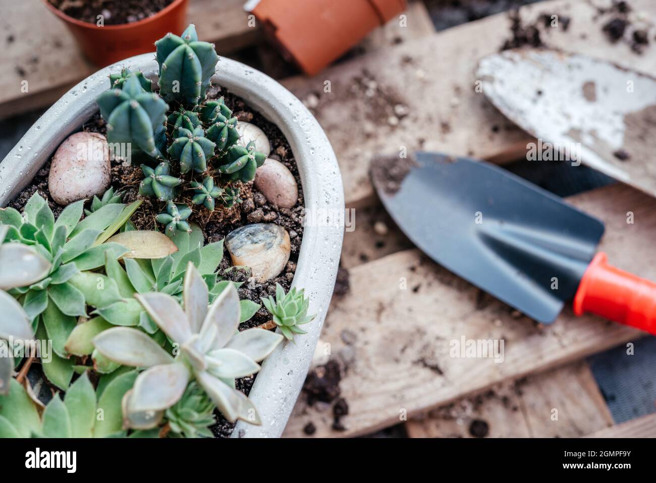 Repotting plants at home, decomposed tools for the gardener, watering ...