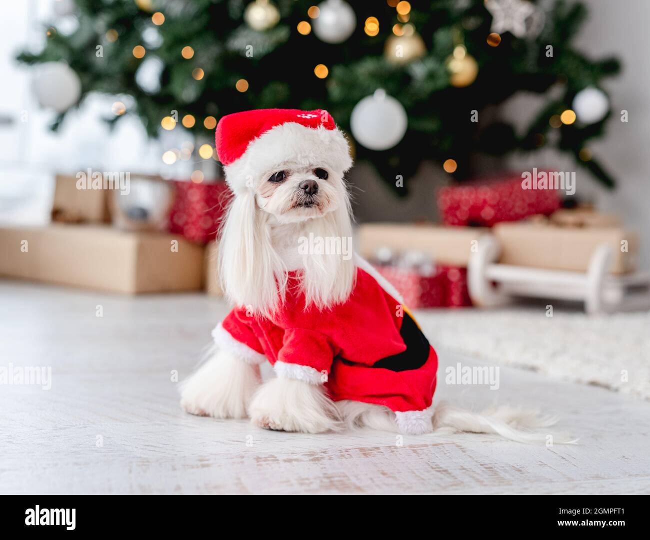 Maltese dog christmas tree hi-res stock photography and images - Alamy
