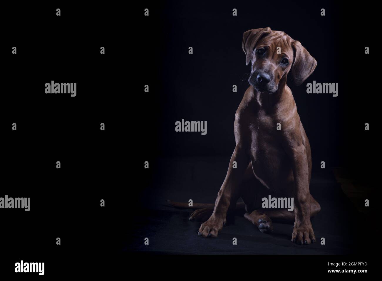 The dog siting with black background Stock Photo - Alamy
