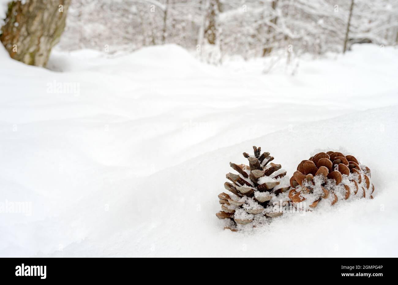 Pinecone scale hi-res stock photography and images - Alamy