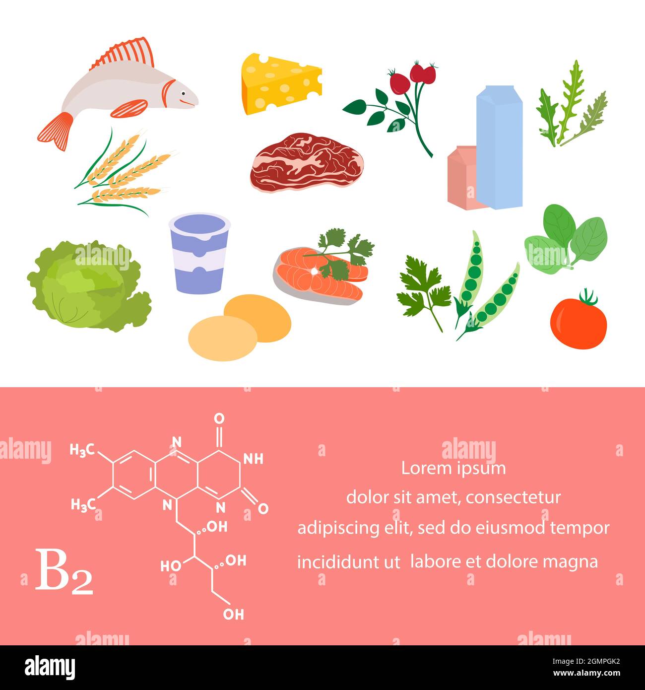 Vector illustration Vitamin B2 sources. Healthy food containing ...
