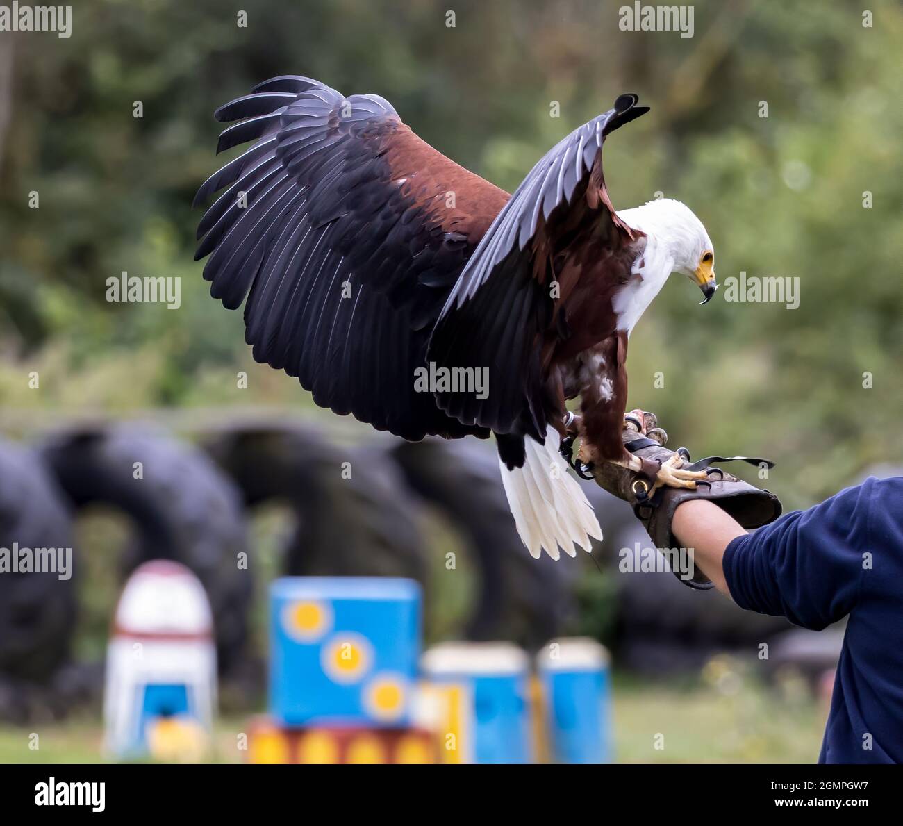 Eagle on arm hi-res stock photography and images - Alamy