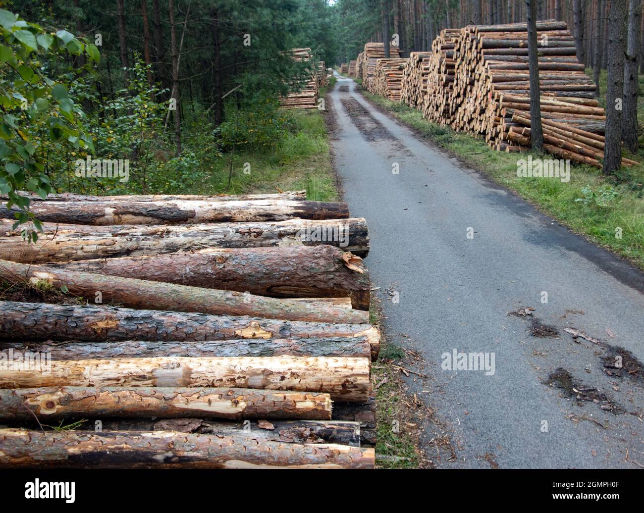 Log way hi-res stock photography and images - Alamy