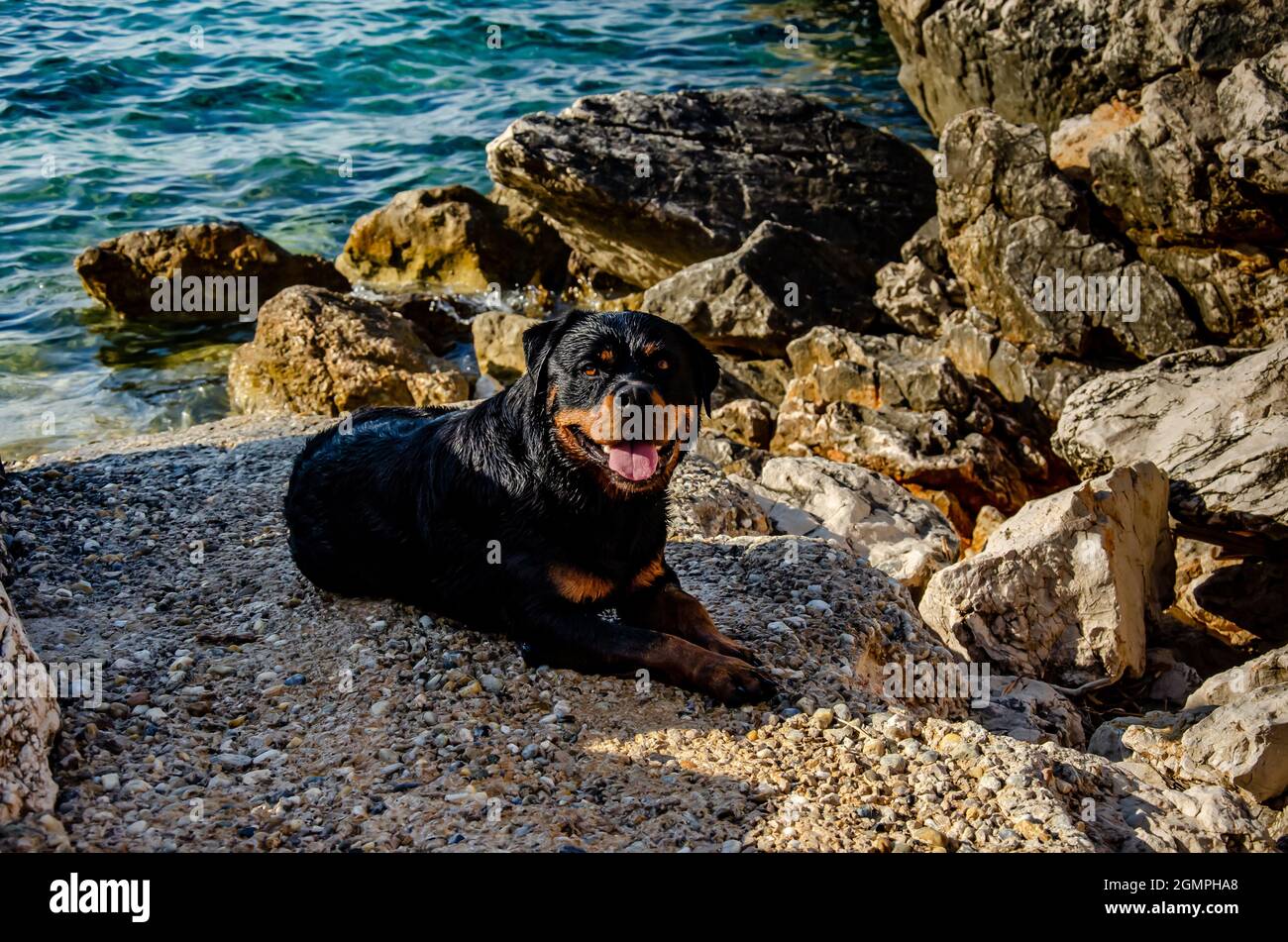 Gorgeous shot of a black Rottweiler breed dog walking on a forested ...