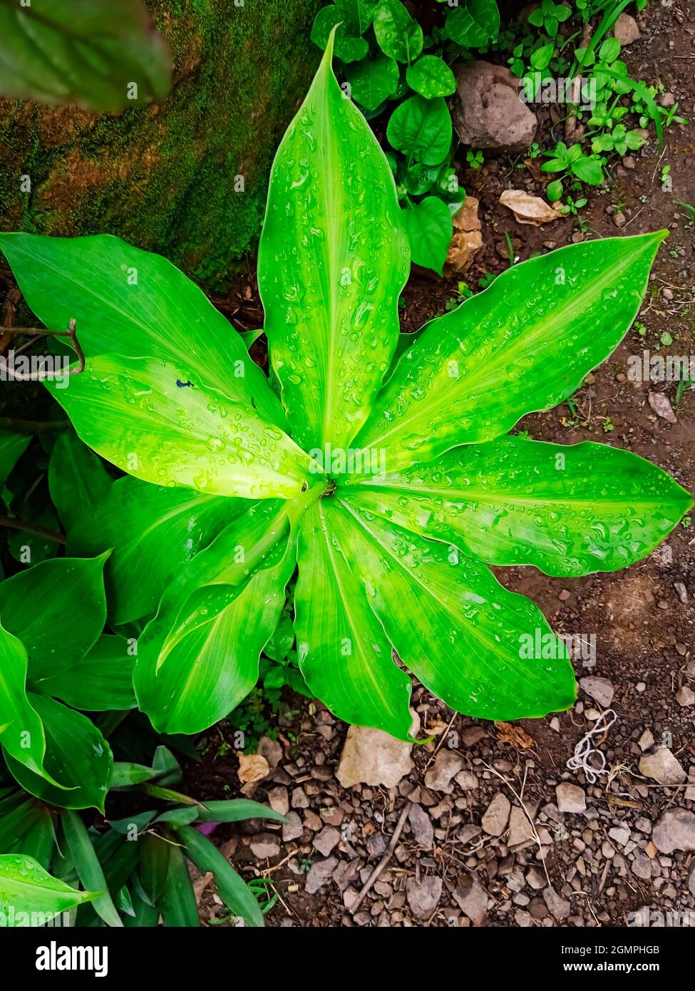 Fiery costus hi-res stock photography and images - Alamy