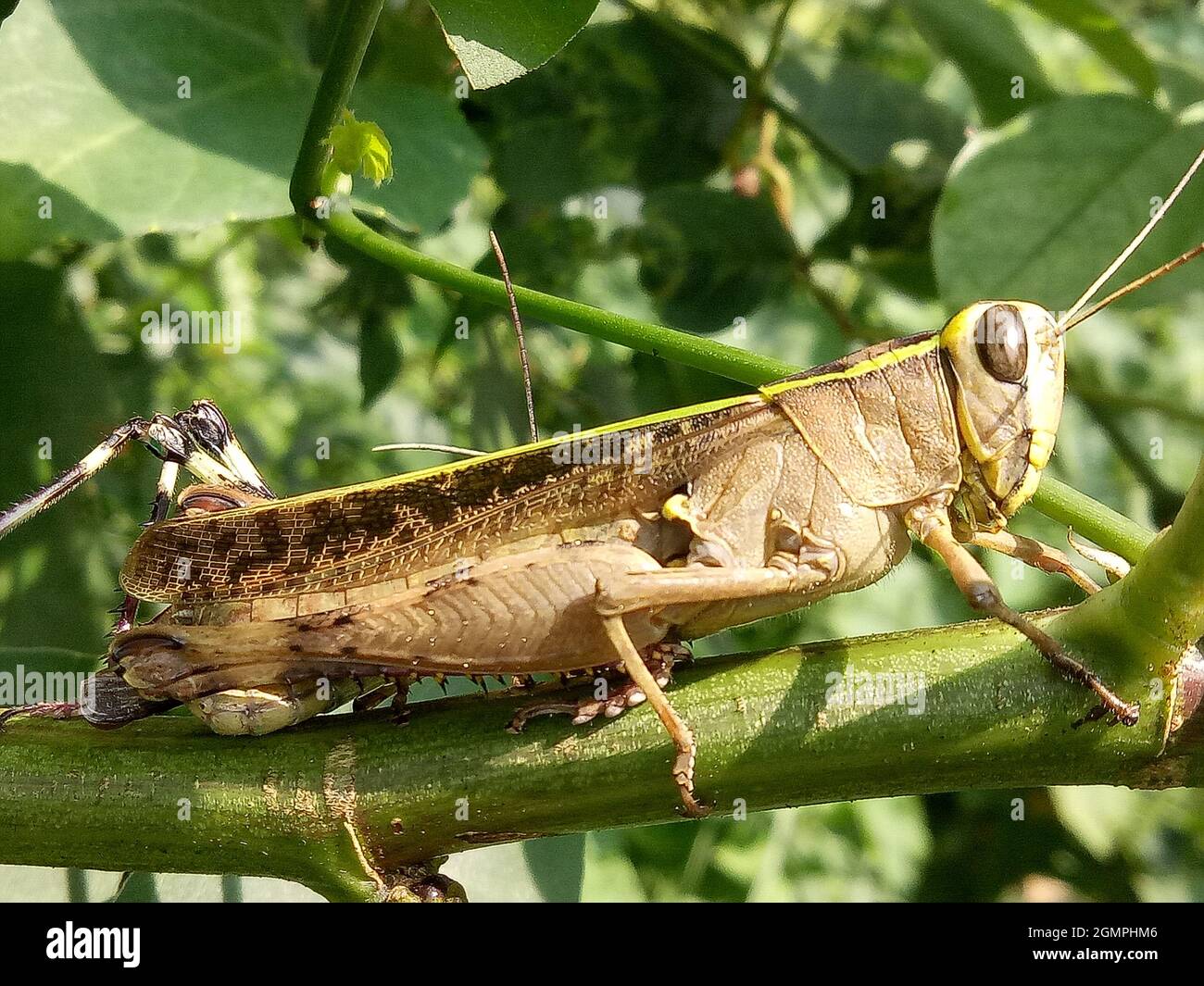 Closeup shot of a bush cricket on a green plant under sunlight Stock ...