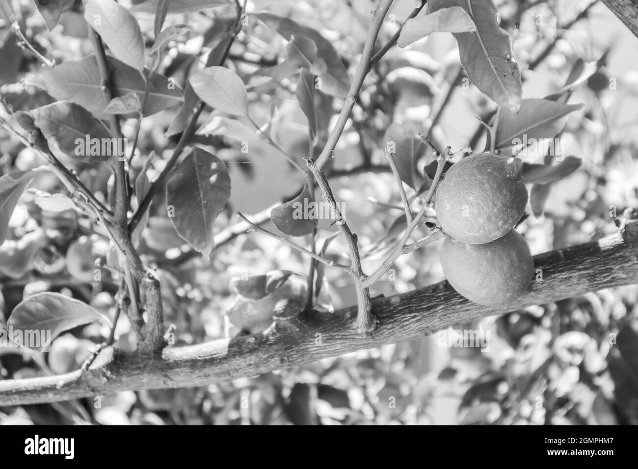 Closeup shot of a natural tree branch has a two fruits in the garden in ...