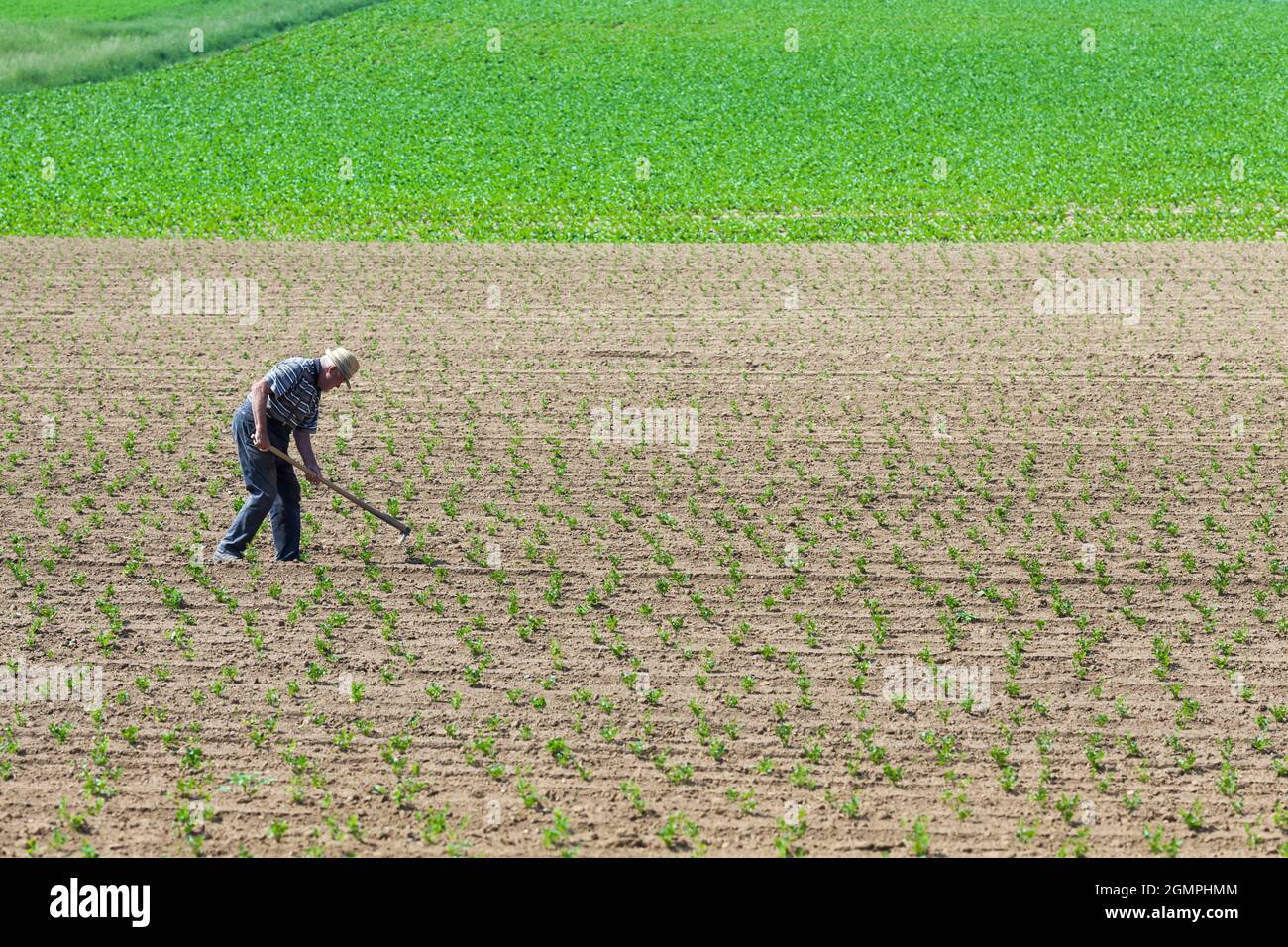 Old man does field work only with a hoe and physical strength in a dry ...