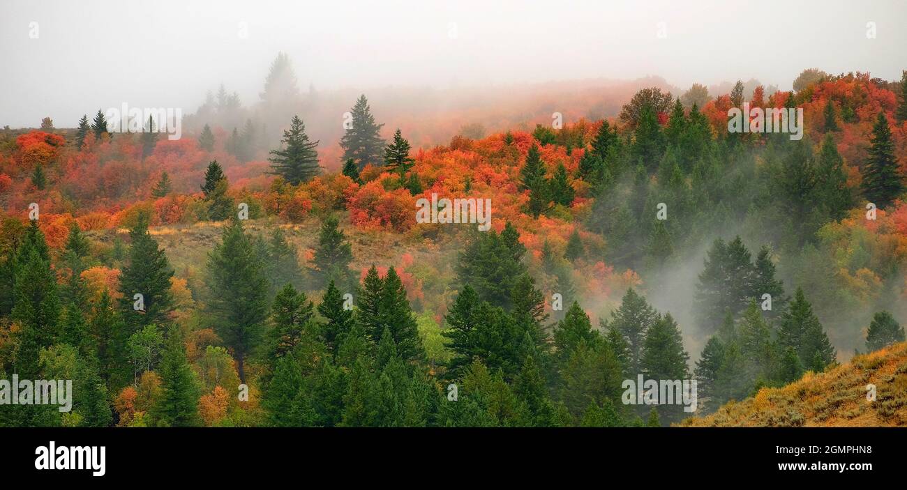 Autumn fall maple and pine trees on mountainside with fog fading Stock ...
