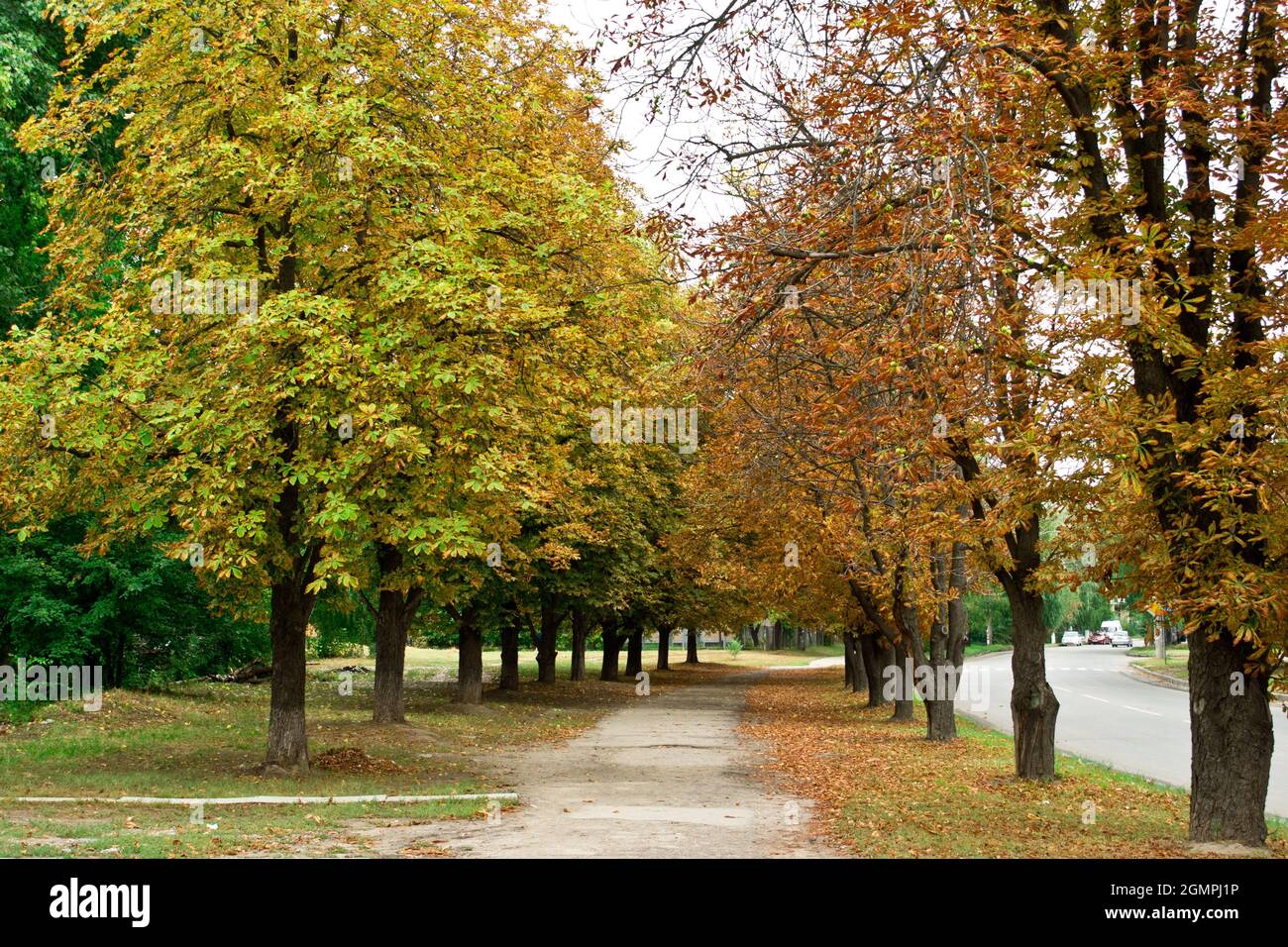 Footpath in a fall park near the road Stock Photo - Alamy