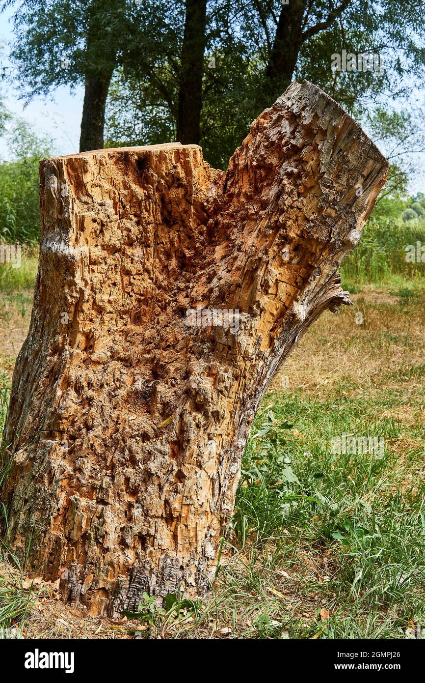 Old cut tree trunk in a forest Stock Photo - Alamy