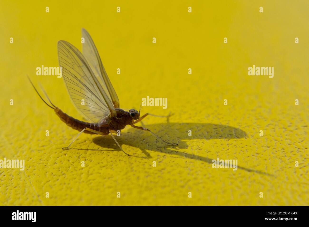 Macro of a mayfly on a yellow surface Stock Photo - Alamy