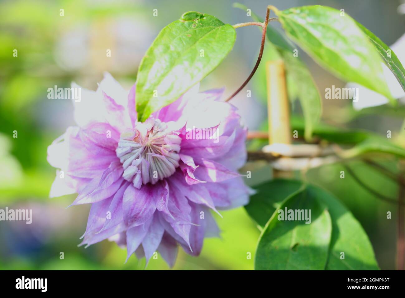 Clematis josephine hi-res stock photography and images - Alamy