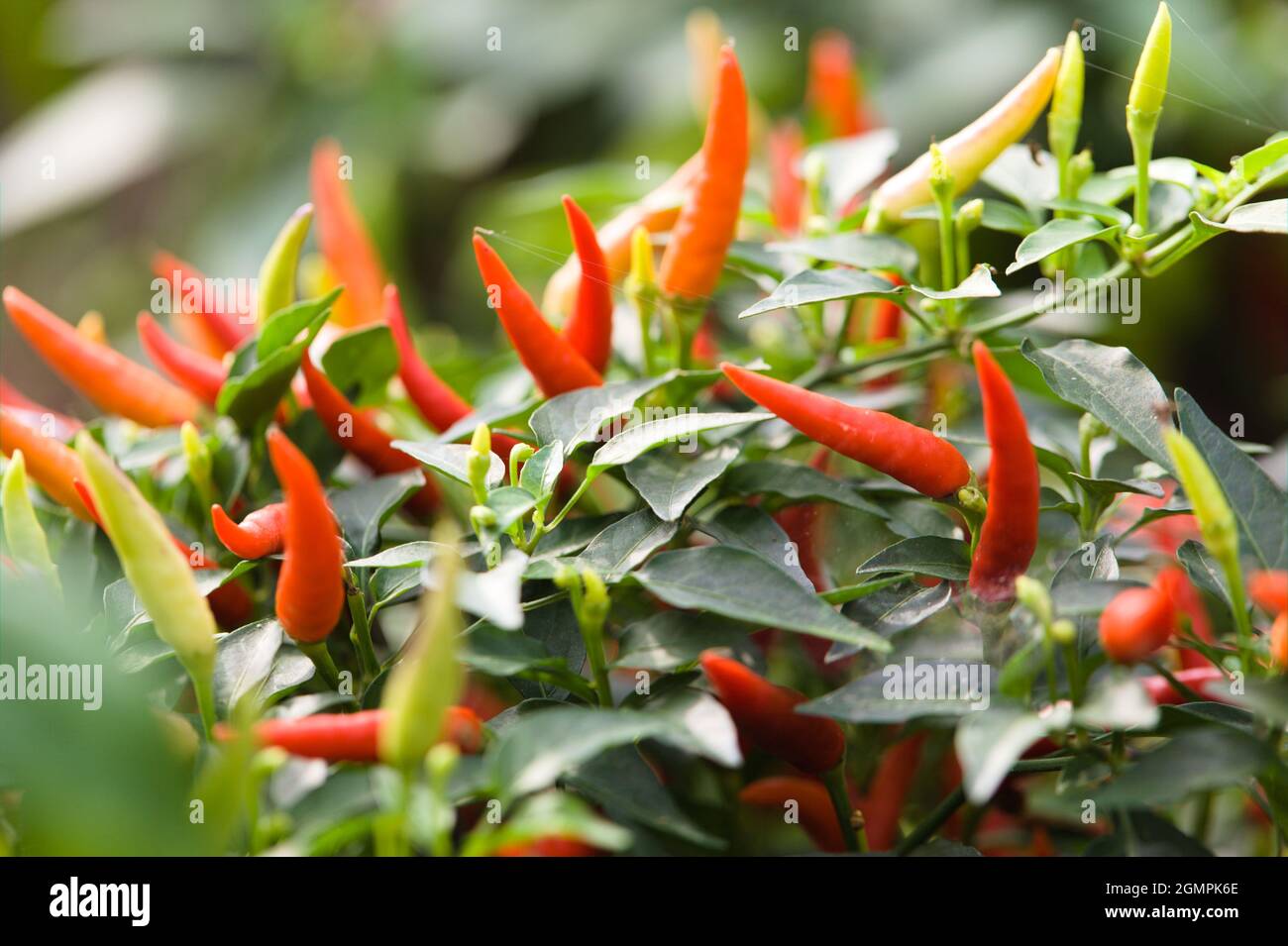 Chilli Pepper 'Basket of Fire' Stock Photo - Alamy