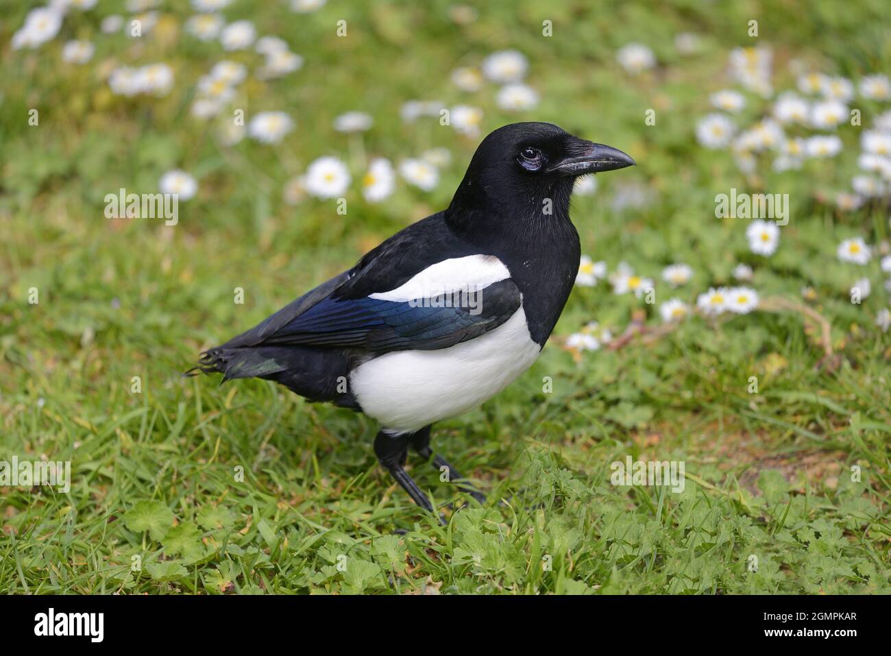 Birds With No Tail Feathers