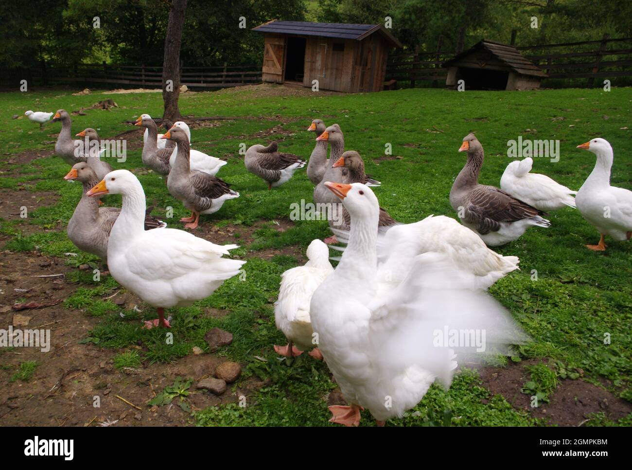 Domestic geese on the farm. Flock of fattening geese on the rural farm ...