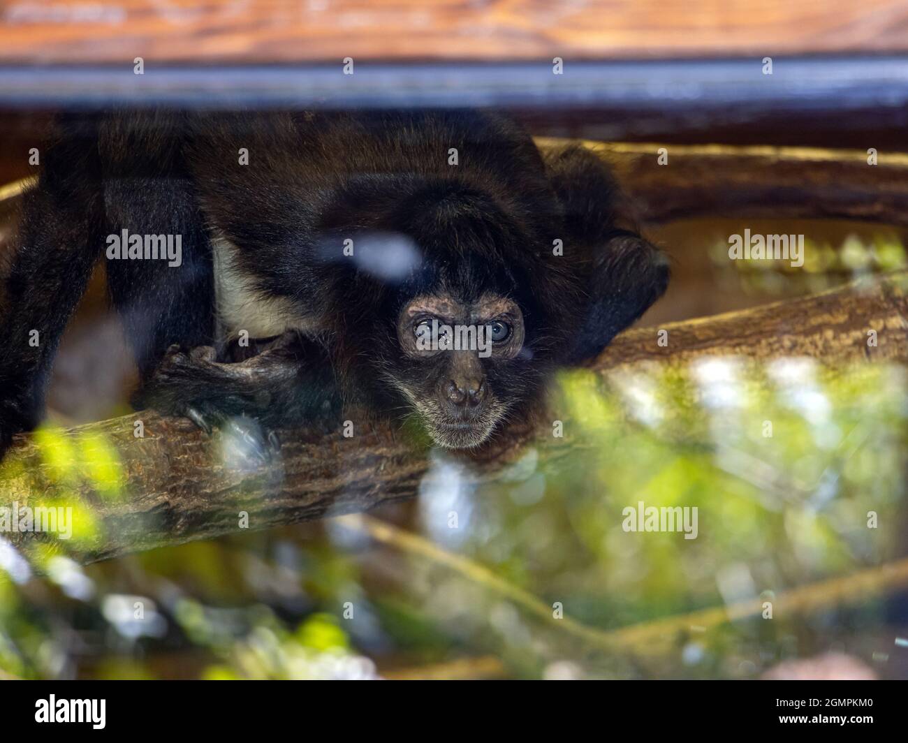 Mexican monkey hi-res stock photography and images - Alamy