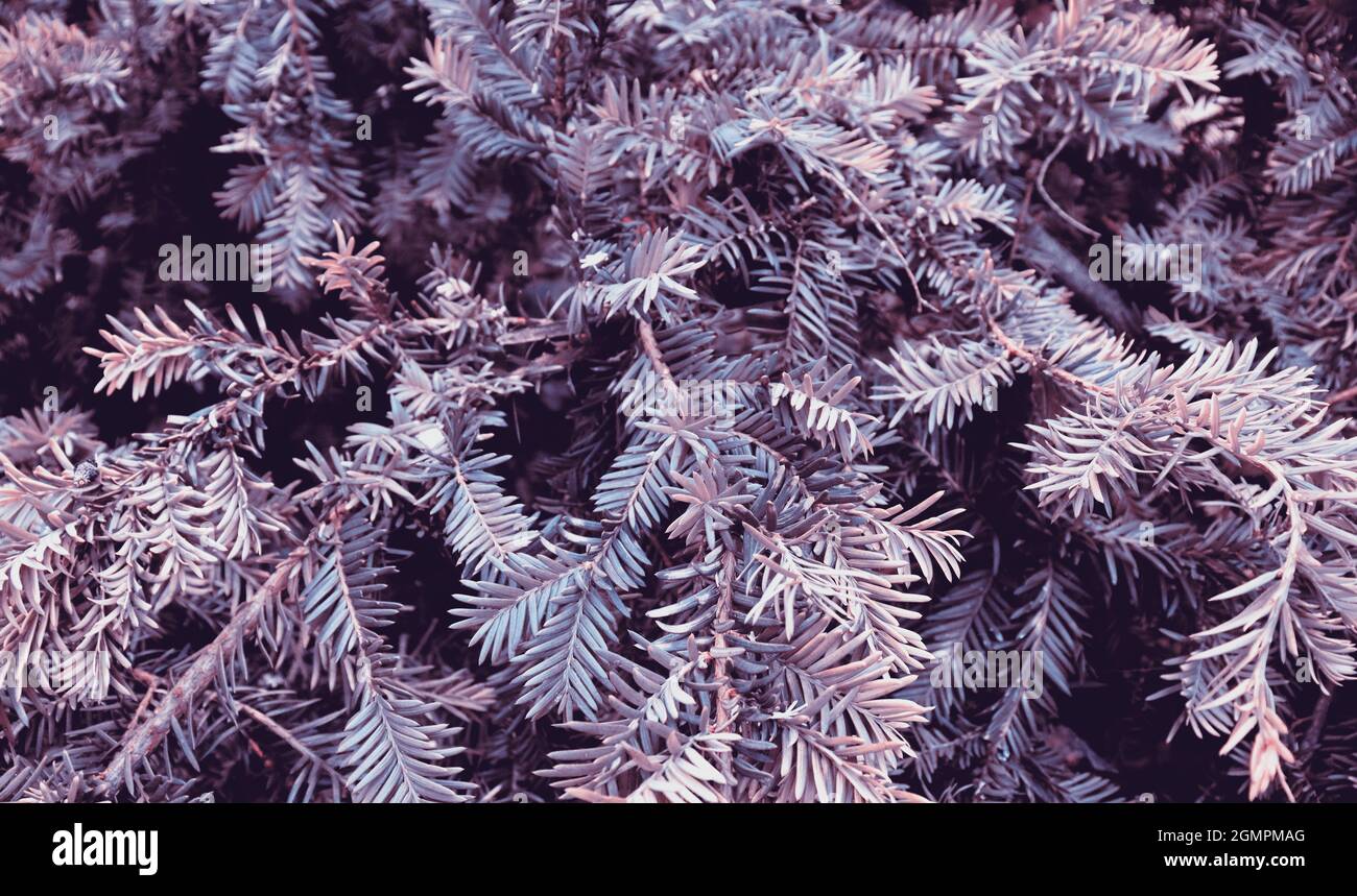 Beautiful green tree texture. Art design decor for holiday background ...