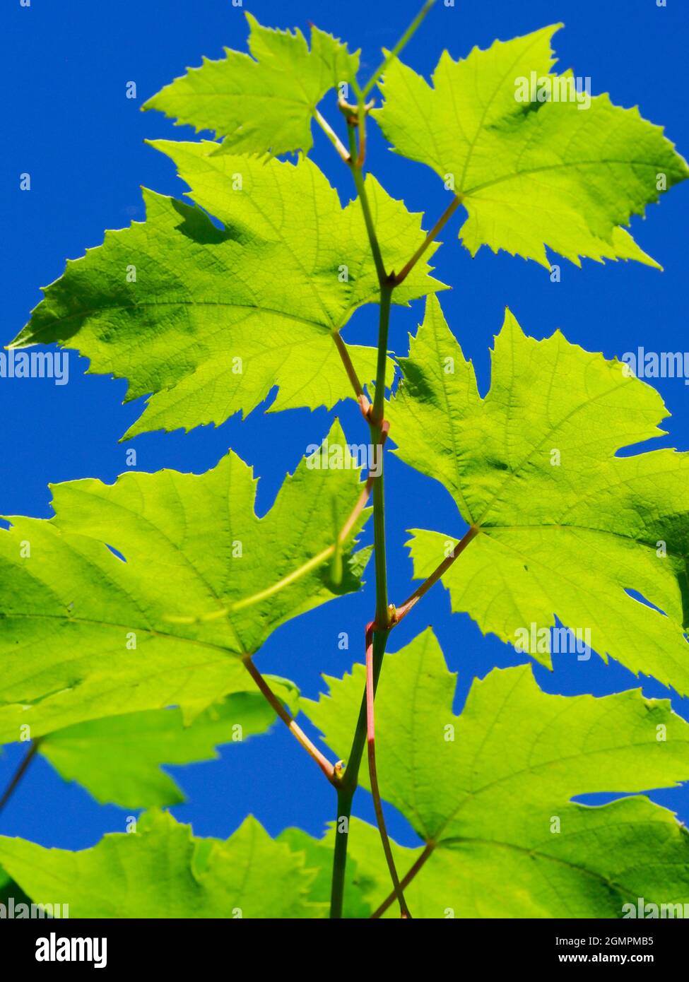 Green vine leaves hi-res stock photography and images - Alamy