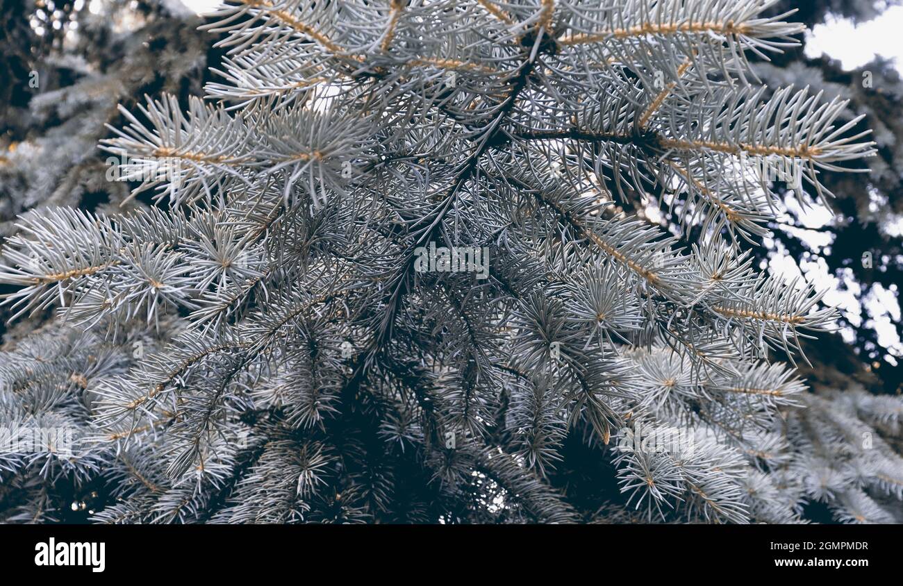 Beautiful green pine tree texture. Art design decor for holiday ...