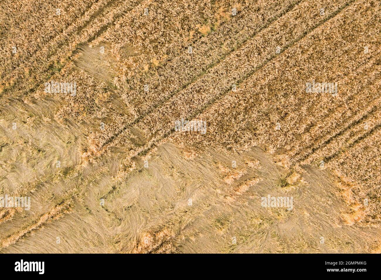 Food crop destroyed by the wind hi-res stock photography and images - Alamy