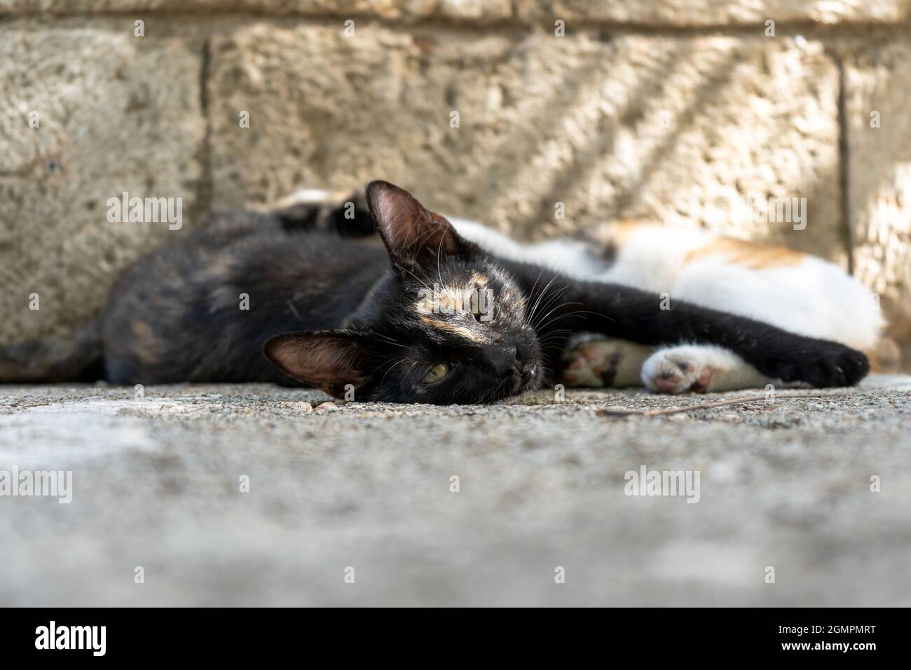 Group of cats portrait sunny hi-res stock photography and images - Alamy