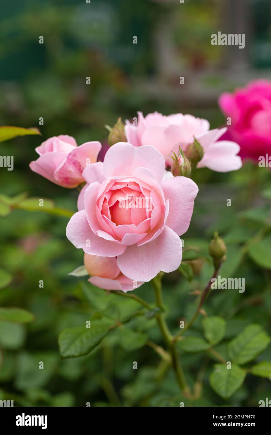 Scepterd isle roses hi-res stock photography and images - Alamy