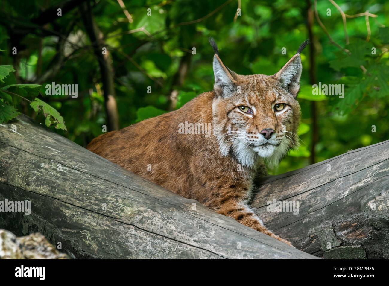 Eurasian lynx (Lynx lynx) resting among fallen tree trunks in forest ...