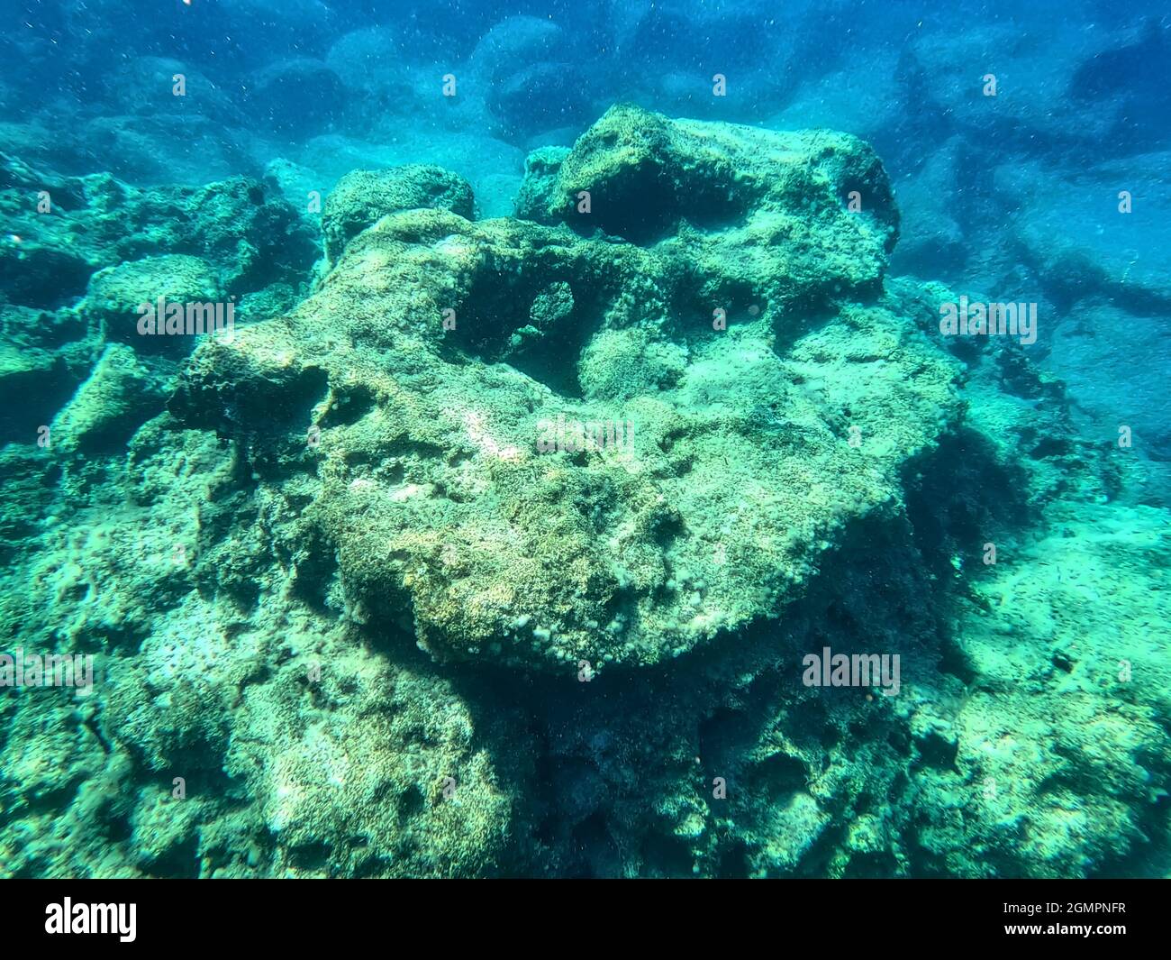 Seabed, nature, wildlife, Protaras, Cyprus, Mediterranean Sea, Europe ...