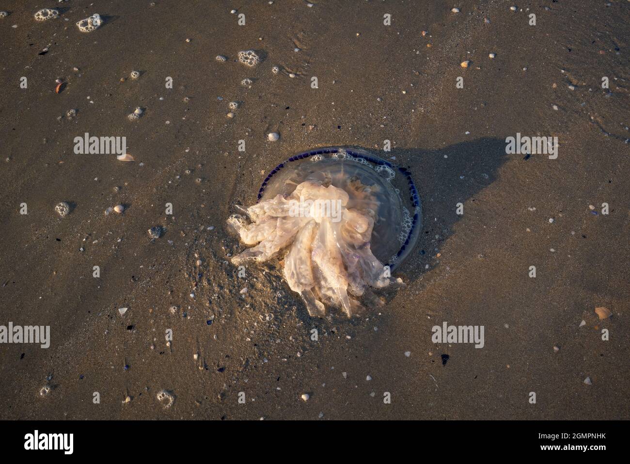 Stranded Jellyfish In The Sand High Resolution Stock Photography and ...