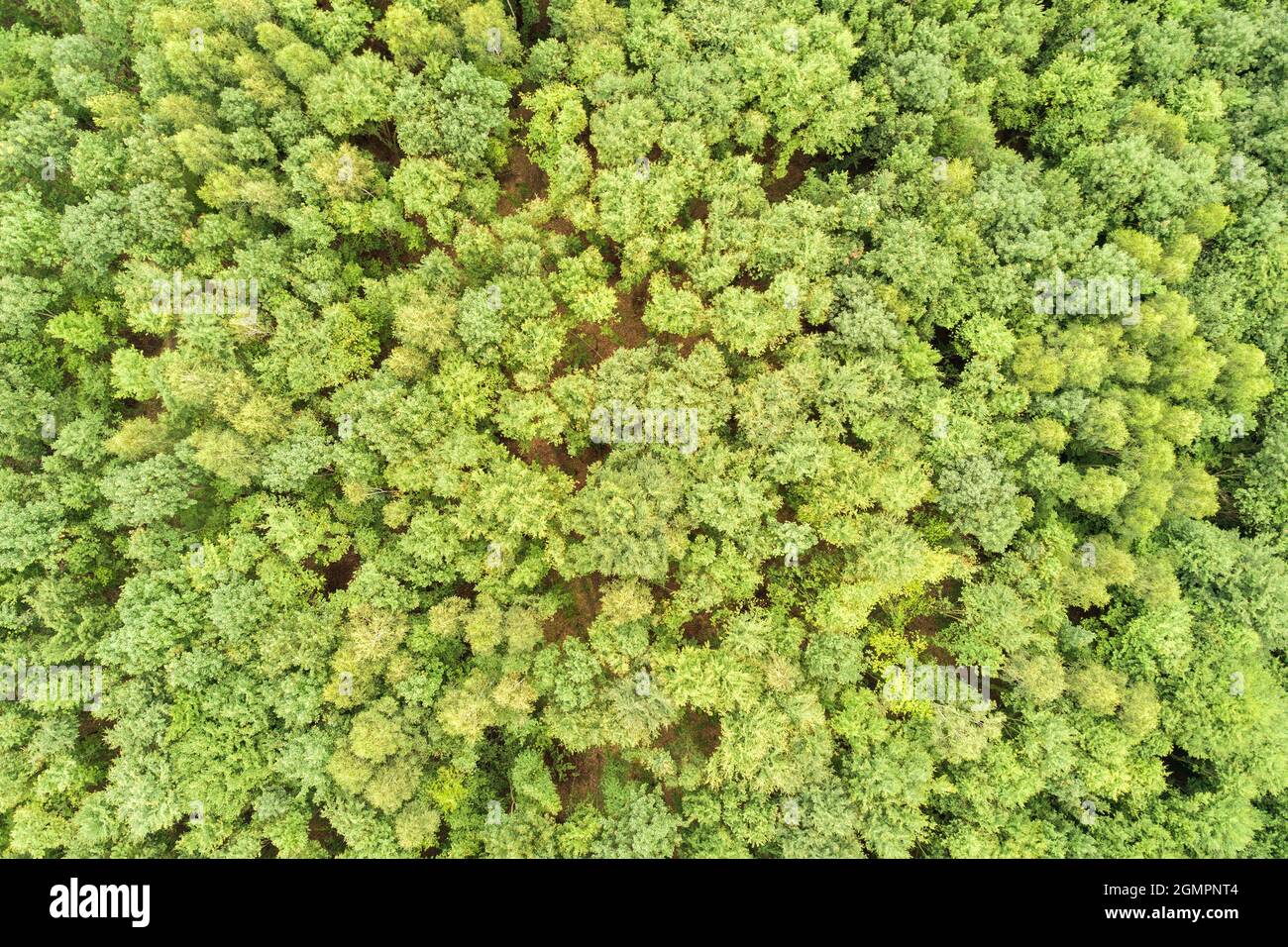 Top down aerial view of green summer forest with canopies of many fresh ...
