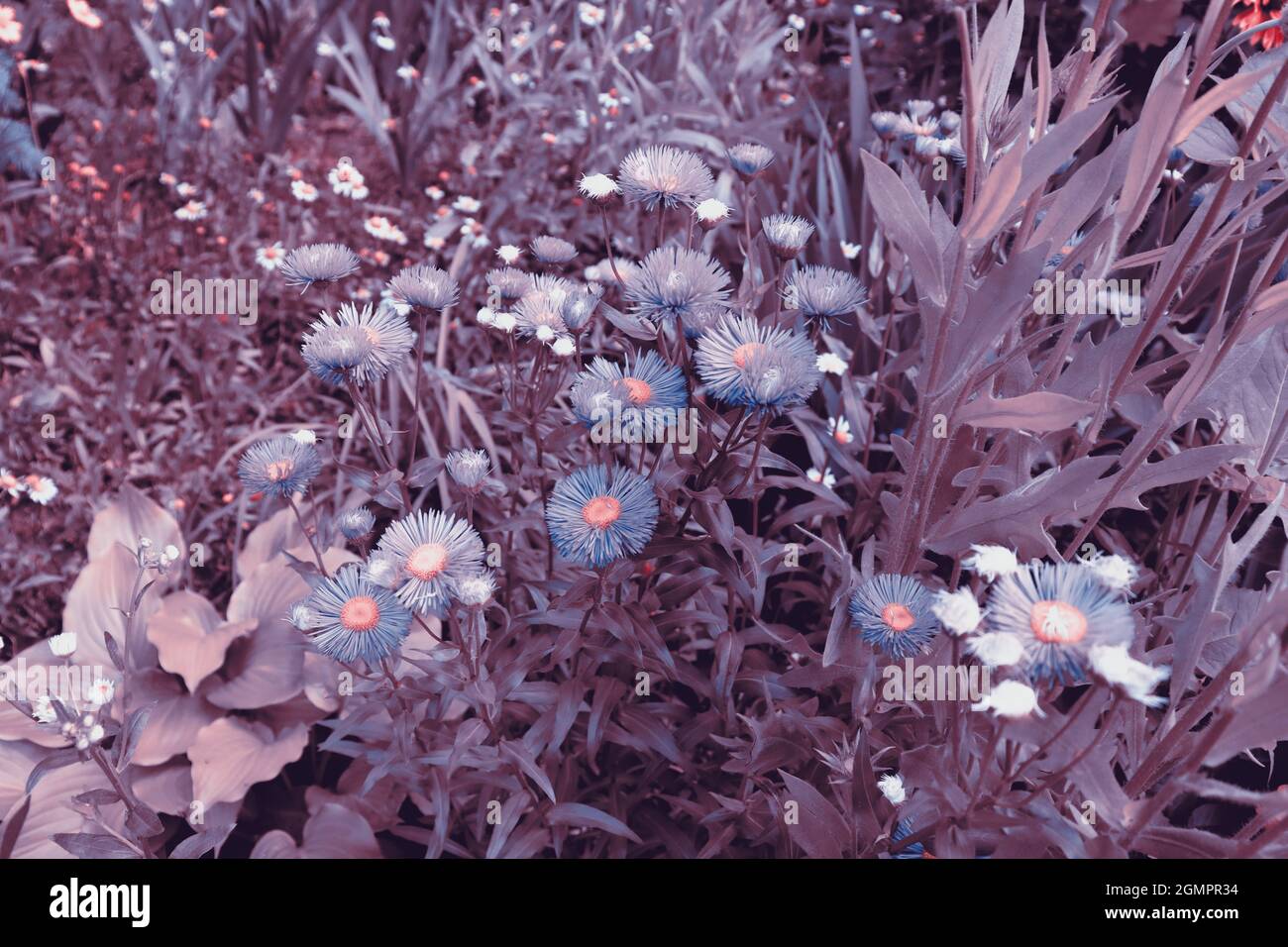 Beautiful delicate flowers in romantic garden. Nature background with ...