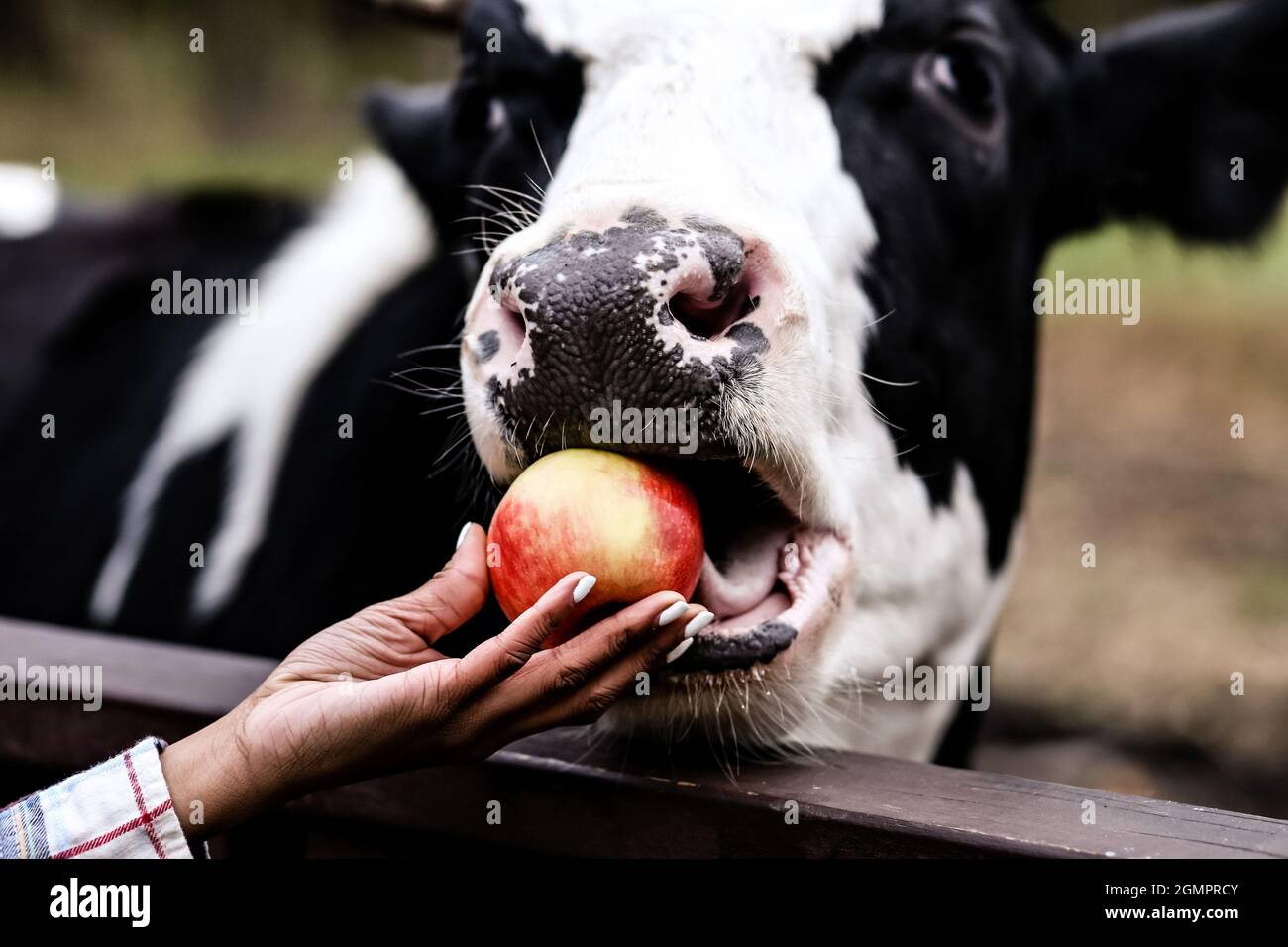 Female hand feeding a cow with an apple Stock Photo - Alamy