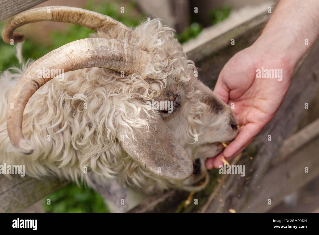 Hand feeding a furry male sheep Stock Photo - Alamy