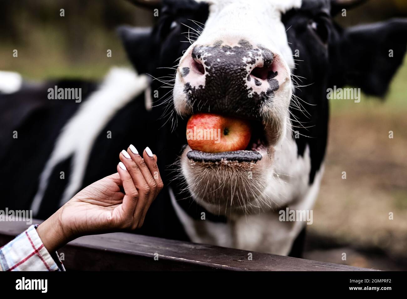 Female hand feeding a cow with an apple Stock Photo - Alamy